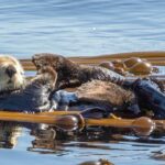 Victoria: Winter Whale Watching & Marine Wildlife Tour - What Makes This Tour Special?