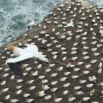 Vineyards Honey and Black Sand Beaches from Auckland - What Sets This Tour Apart?