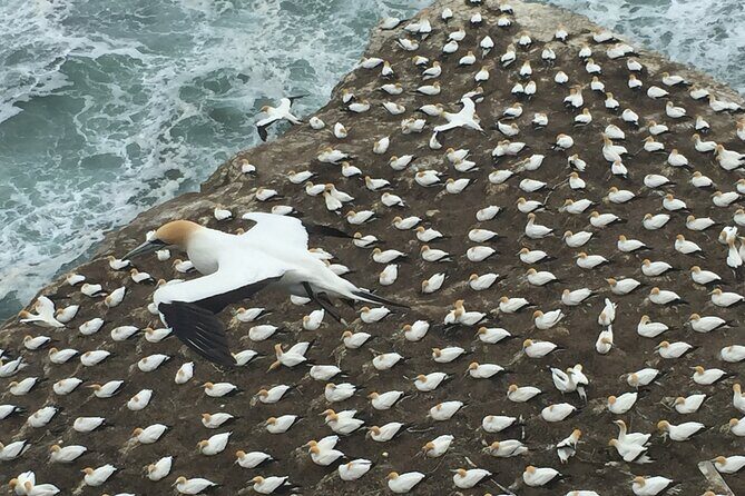 Vineyards Honey and Black Sand Beaches from Auckland - What Sets This Tour Apart?