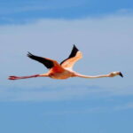 VIP Holbox Island Sunrise - 2 Points + Fruit + Coffee - What to Expect from the Sunrise Tour