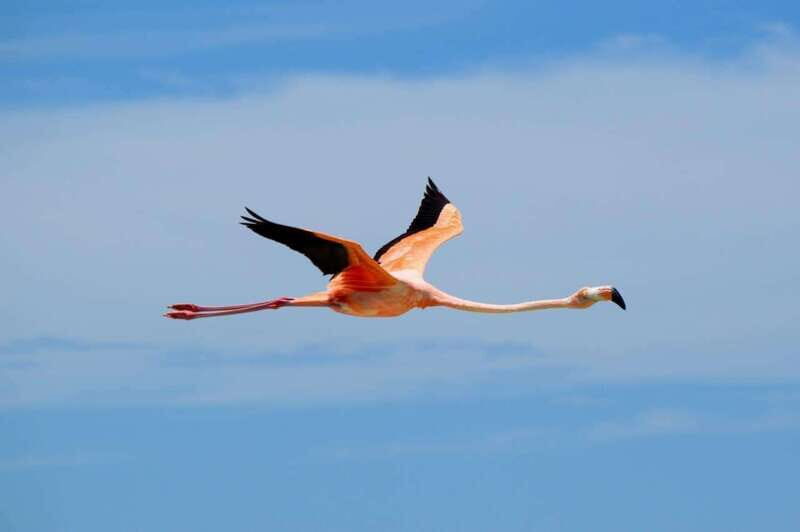 VIP Holbox Island Sunrise - 2 Points + Fruit + Coffee - What to Expect from the Sunrise Tour