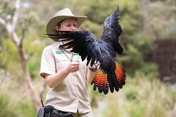 VIP Sanctuary Tour at Healesville Sanctuary - excl. entry - Exploring the Itinerary in Detail
