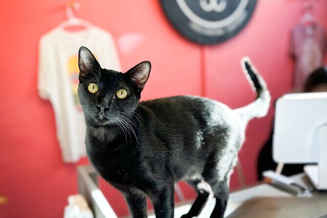 Visit the Rescued Cats of Cat Therapy - Final Thoughts: Is It Worth It?