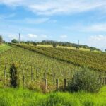 Waiheke island wine tours with Waitiki Tours - Who Will Love This Tour?