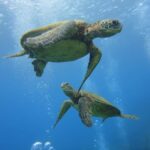 Waikiki: AM Paradise Honu Snorkeling - What to Expect from the Itinerary