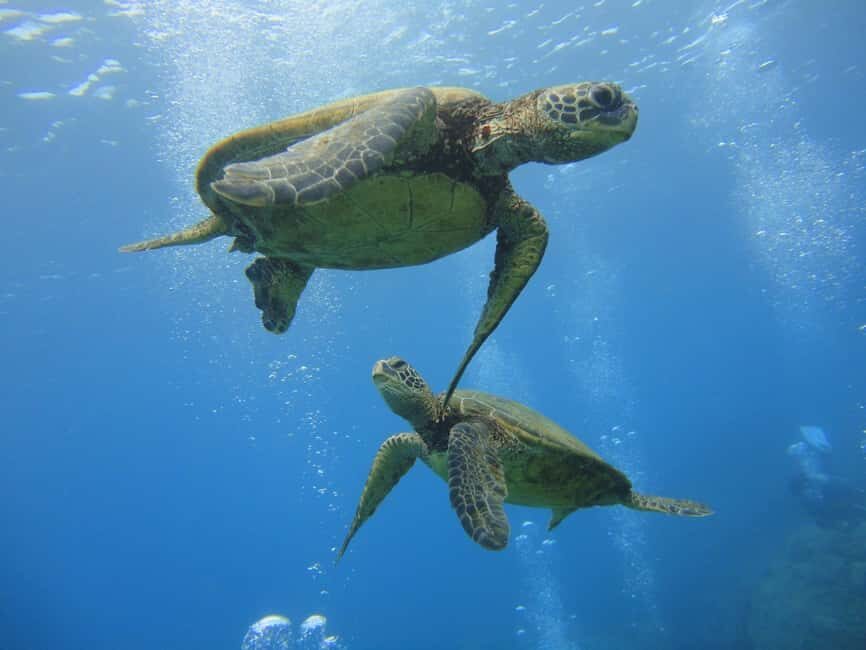 Waikiki: AM Paradise Honu Snorkeling - What to Expect from the Itinerary