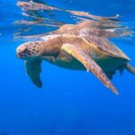 Waikiki: Sail and Turtle Snorkel Experience - The Value of the Experience