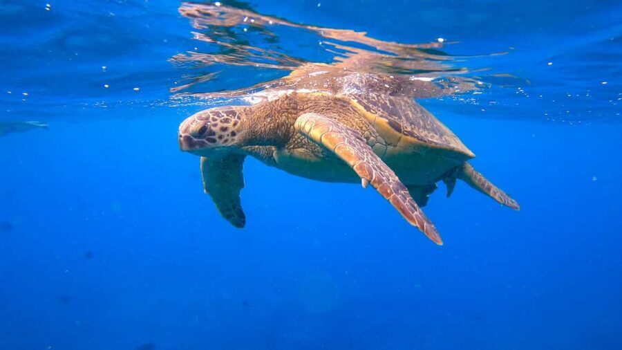 Waikiki: Sail and Turtle Snorkel Experience - The Value of the Experience