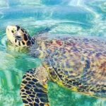 Waikiki Turtle Canyon Snorkeling and Swim Tour - Why This Tour Might Be Perfect for You