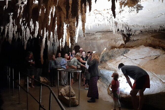 Waipu Milkyway Cave and East Coast Day Tour from Auckland - Transportation and Guide Experience