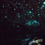 Waitakere Auckland Private Tour - Who Will Love This Tour?