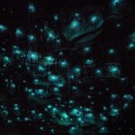 Waitomo Glow Worm Caves - Who Should Book This Tour?