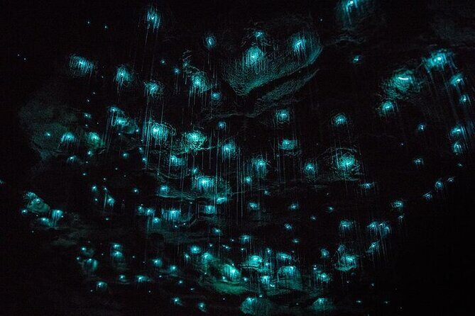 Waitomo Glow Worm Caves - Who Should Book This Tour?