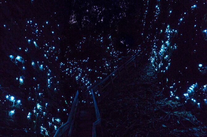 Waitomo GlowWorm cave & Sanctuary Mountain Ancient Walk Tour - Who Is This Tour Perfect For?