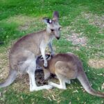 Walking with Wild Kangaroos Private Half-Day Trip from Sydney - What Travelers Love About This Tour