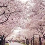 Washington D.C. Cherry Blossom,Baltimore 3-Day Tour from Boston - Authentic Insights from Reviews
