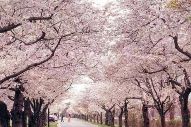 Washington D.C. Cherry Blossom,Baltimore 3-Day Tour from Boston - Authentic Insights from Reviews