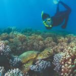 Wavedancer Low Isles Great Barrier Reef Sailing Cruise from Cairns - Who Will Love This Tour?