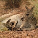 Werribee Open Range Zoo General Admission Ticket - Why You Should Consider Visiting