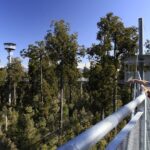 West Coast Treetop Walk - Authentic Traveler Perspectives