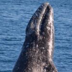 West Harbor LA Whale and Dolphin Watching Cruise - Detailed Breakdown of the Itinerary and Experience