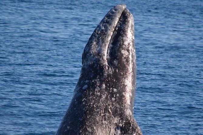 West Harbor LA Whale and Dolphin Watching Cruise - Detailed Breakdown of the Itinerary and Experience