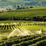 West Kelowna Wine Tour - Classic - 4 Wineries - Why Choose the West Kelowna Wine Tour?