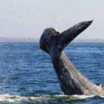 Whale & Dolphin Watching Cruise in Puerto Vallarta All Inclusive - Authentic Experiences from Travelers