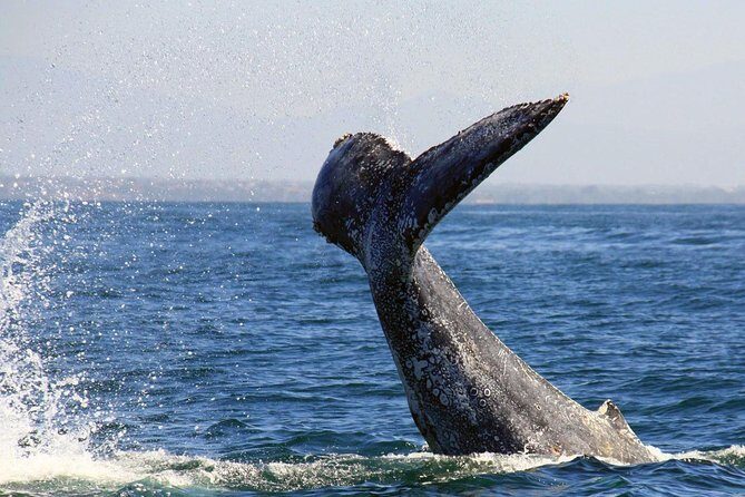 Whale & Dolphin Watching Cruise in Puerto Vallarta All Inclusive - Authentic Experiences from Travelers