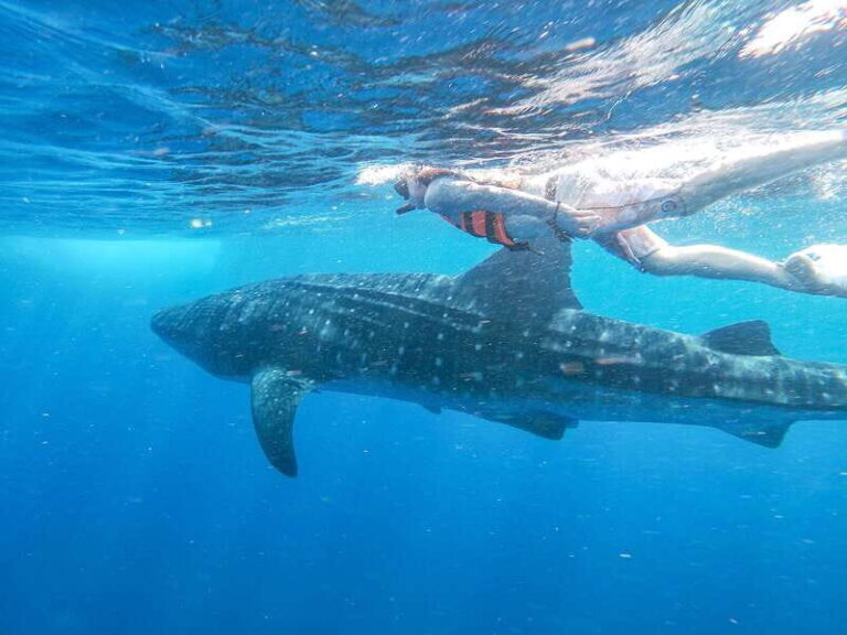 Whale Shark Adventure from Isla Mujeres - An In-Depth Look at the Whale Shark Adventure Tour