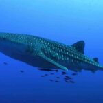 Whale Shark Encounter Experience in Cancun (Snack Lunch included) - Who Will Love This Experience?