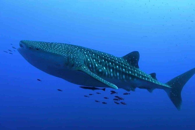 Whale Shark Encounter Experience in Cancun (Snack Lunch included) - Who Will Love This Experience?