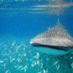 Whale Shark Experience from Playa del Carmen - Authenticity & Value