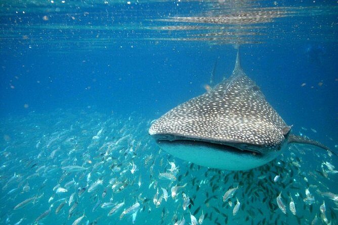 Whale Shark Experience from Playa del Carmen - Authenticity & Value
