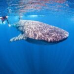 Whale shark Experience in the Caribbean Sea from Playa del Carmen - What’s Included and What’s Not