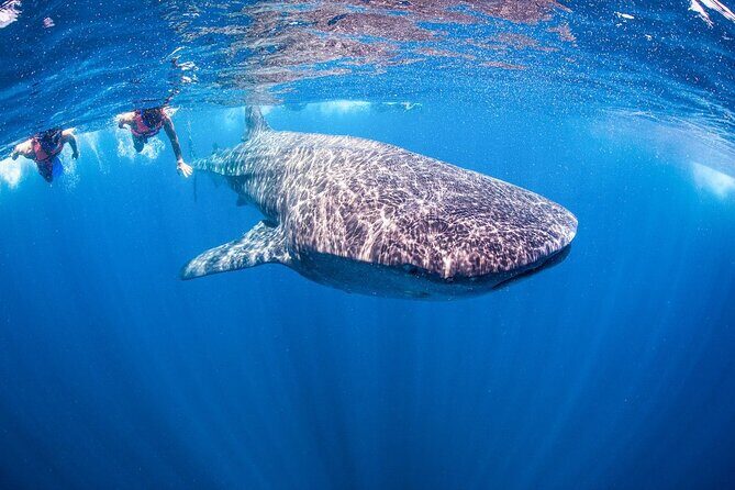 Whale shark Experience in the Caribbean Sea from Playa del Carmen - What’s Included and What’s Not