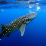 Whale Shark Experience Lifetime Memory in Cancun (snack included) - The Real Deal: Benefits & Considerations