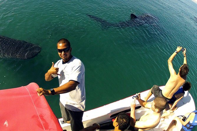 Whale Shark from Cancun, Riviera Maya and Tulum All Inclusive - Why This Tour Offers Great Value