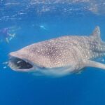 Whale Shark Safari - Is the Price Worth It?