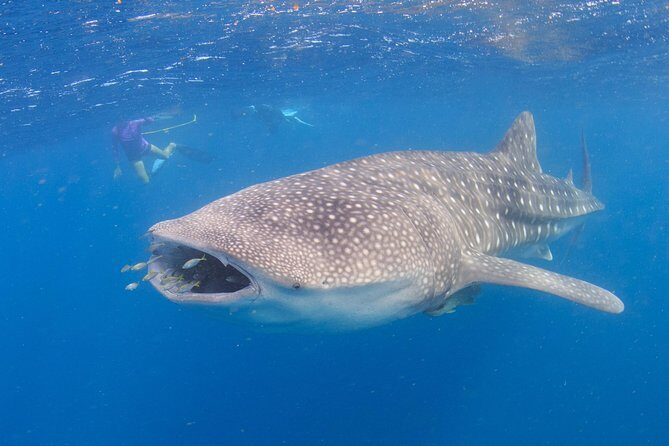 Whale Shark Safari - Is the Price Worth It?