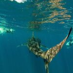 Whale Shark & Sea Lion Snorkeling Picnic at Espiritu Santo Island - Who Is This Tour Best For?