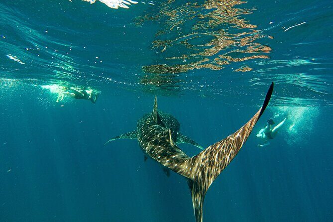 Whale Shark & Sea Lion Snorkeling Picnic at Espiritu Santo Island - Who Is This Tour Best For?