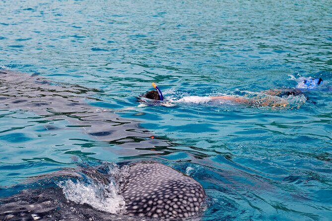 Whale Shark Snorkel Tour in Cancun (Snack Lunch included) - The Exciting Journey to Find Whale Sharks