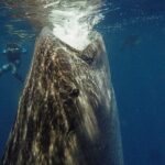 Whale Shark Snorkeling Adventure with Lunch - Authentic Experiences from Travelers