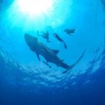 Whale Shark Snorkeling Experience from Cancun and Riviera Maya - The Sum Up: Who Should Consider This Tour?