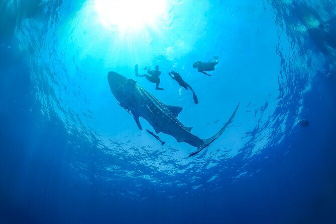 Whale Shark Snorkeling Experience from Cancun and Riviera Maya - The Sum Up: Who Should Consider This Tour?