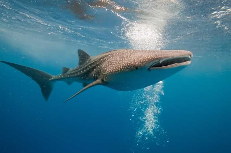Whale Shark Snorkeling in La Paz, BCS. - Key Points