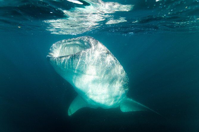 Whale Shark snorkeling tour in a reduced group with local marine biologist - The Value of This Whale Shark Snorkeling Tour