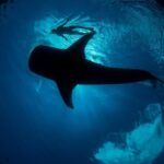 Whale Shark Swimming Adventure from Cancun & Riviera Maya - Seasonal June/Sept - Who Should Consider This Tour?