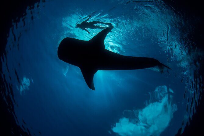 Whale Shark Swimming Adventure from Cancun & Riviera Maya - Seasonal June/Sept - Who Should Consider This Tour?